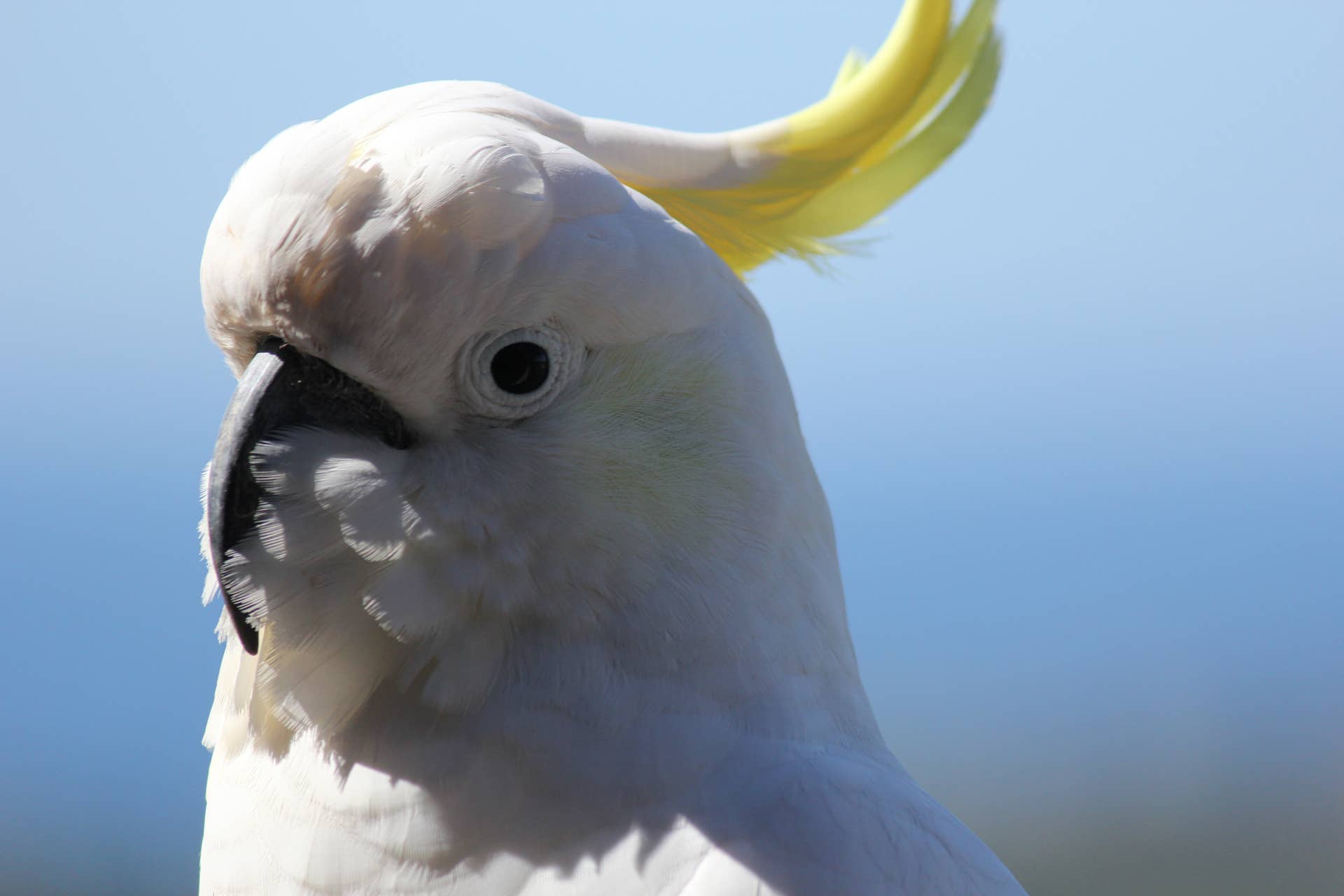 Robert Irwin Gets Kisses From Cockatoo Who Belonged to His Late Dad ...