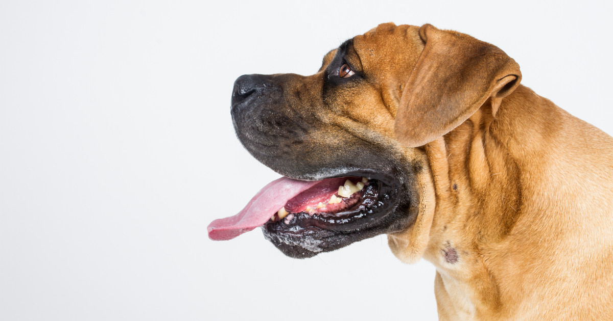 Dog Trainer’s Simple Game Is a Winner for Keeping Pups Busy - Parade Pets