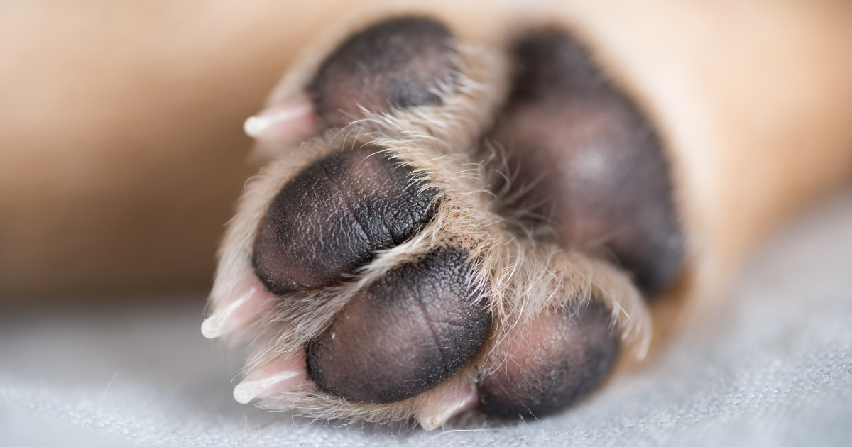 Cane Corso’s Stunning Rare Color Makes Him Look Like a Literal Statue ...