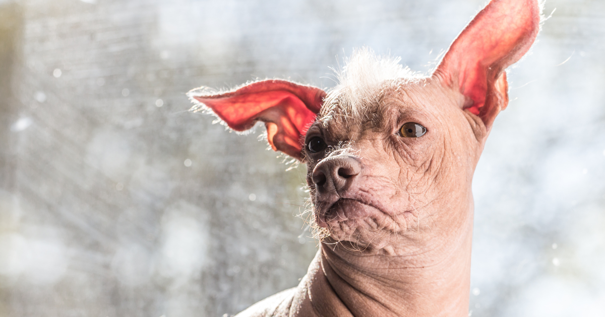 Stubborn Mexican Hairless Dog Picks the Worst Nap Spot and Won’t Budge ...