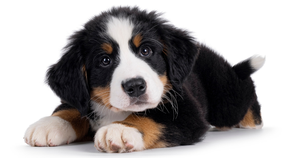 Bernese Mountain Puppy 'Making Biscuits' Like a Kitten Is the Sweetest ...