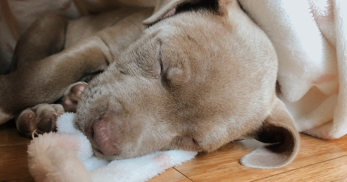 Pit Bull Foster Puppy Legit Looks Like a Pig in a Blanket and It's Too ...