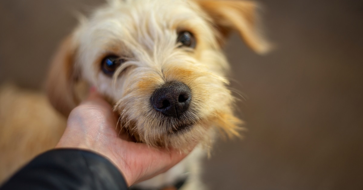 Precious Terrier Mix Puts Herself in Time-Out Before Mom Can Scold Her ...