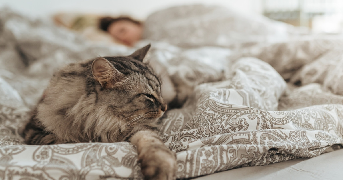 Orange Cat Sweetly Brings Sick Human Some of Her Food and We're Melting ...