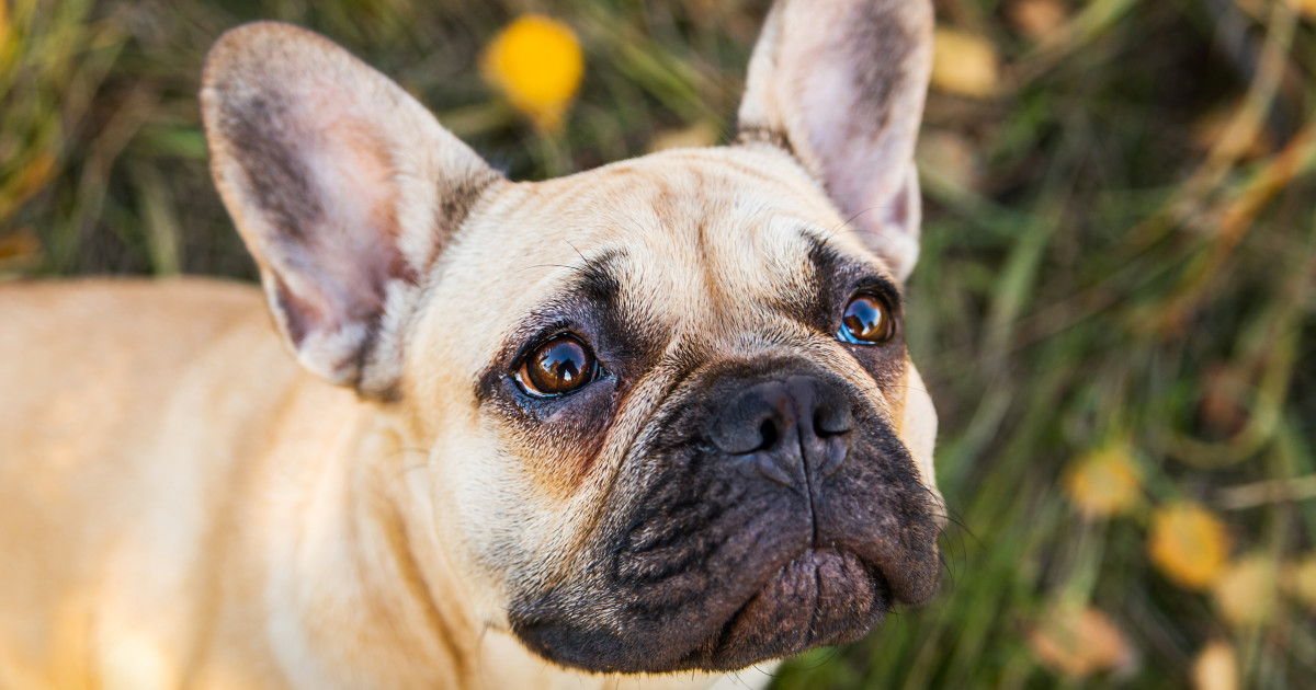 Dad's Solution to Surviving 'Drama King' French Bulldog's Nail Trim ...