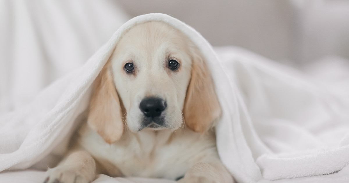 Tired Foster Puppy with 'FOMO' Has to Be Convinced to Go to Sleep in ...