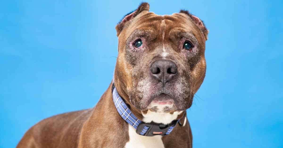 Pit Bull 'Throws a Tantrum' if Mom Works Past 5:00PM - Parade Pets