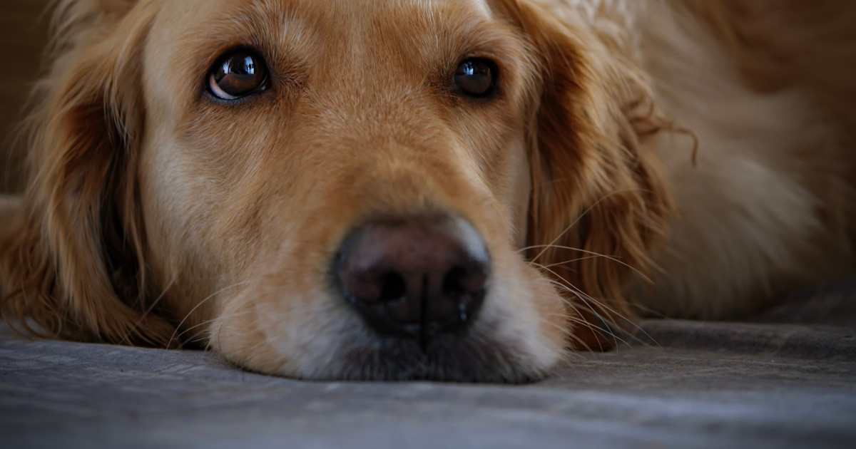 Golden Retriever Is So Sad, Not Even the Promise of Dinner Can Cheer ...