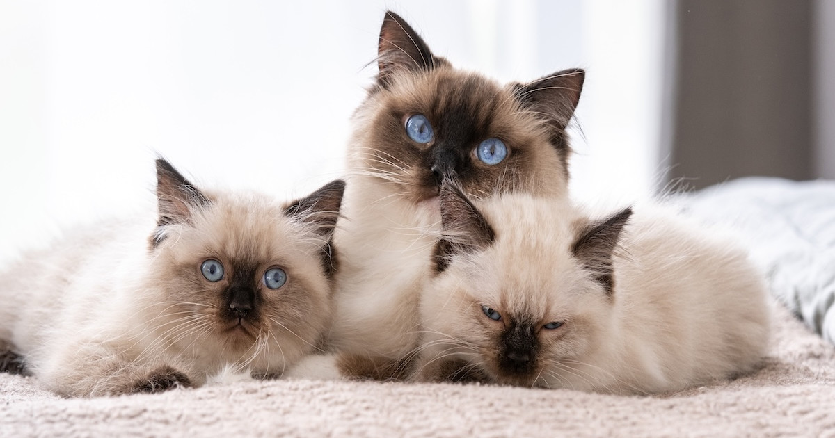 Grandma Ragdoll Cat on ‘Babysitting Duty’ Is the Best Helper - Parade Pets