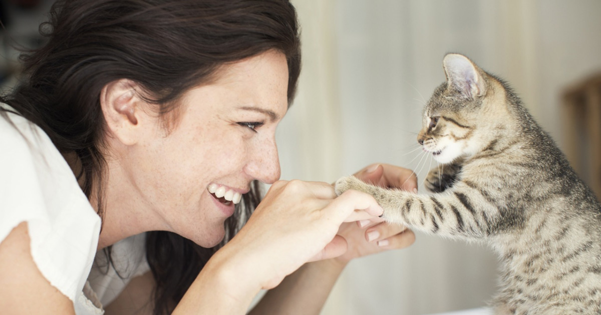 The 6 Most Common Cat Breeds Found in Shelters is Shocking - Parade Pets