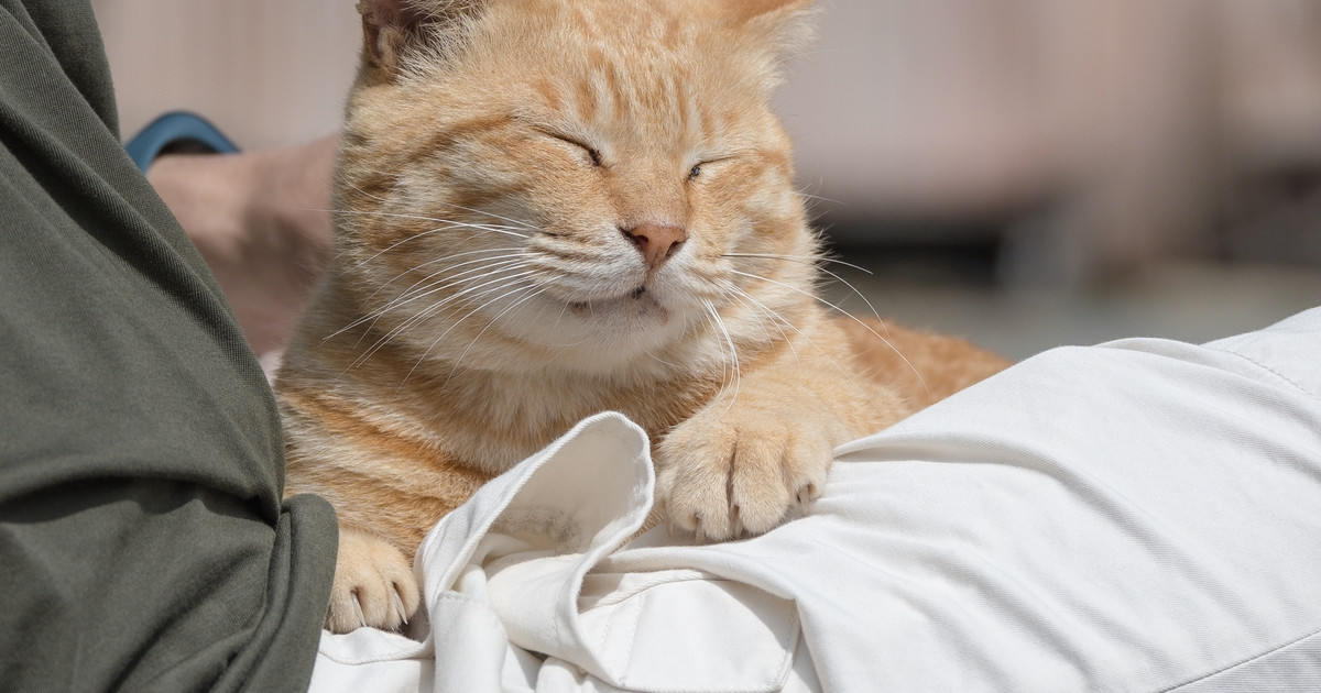 Therapy Cat Shares a Heartfelt Moment With a Cancer Patient and It’s a ...