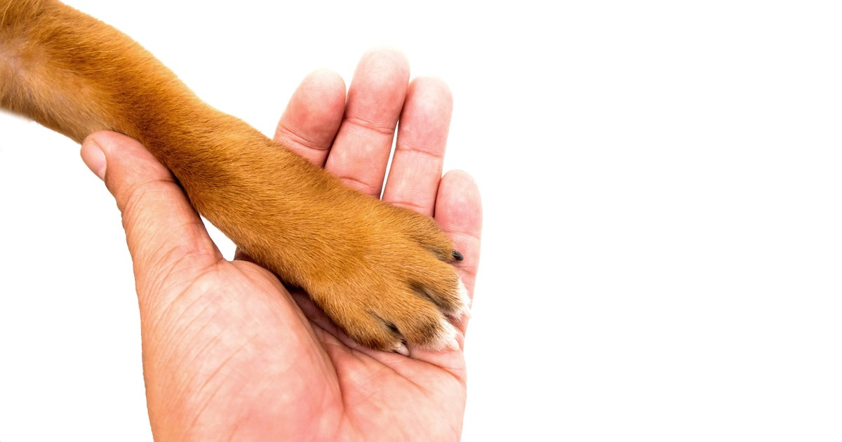 Grieving Rescue Dog Slowly Finds Joy With New Best Friend - Parade Pets