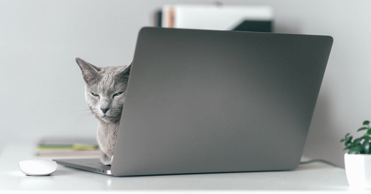 Vet Clinic Cat Turns Pestering Co-Workers Into An Art Form - Parade Pets