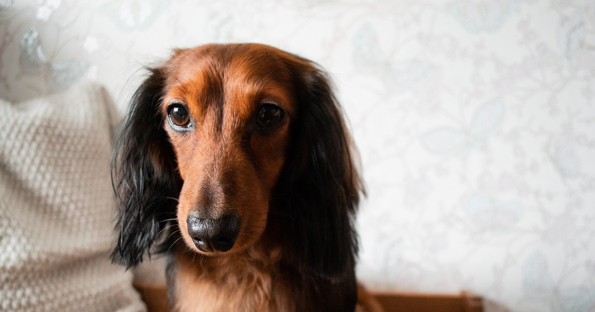 Dachshund Charms Her Way Out of Trouble After Rebelliously Climbing ...