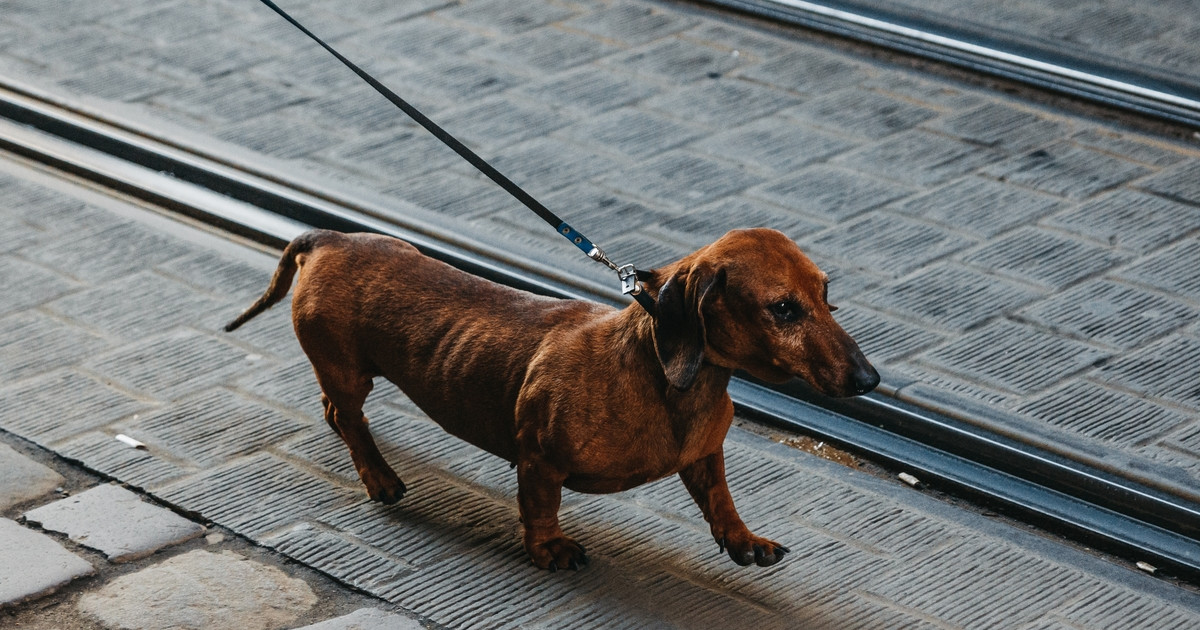 Newly Adopted Dachshund Gets the Ultimate Tour of NYC by Her Mom ...