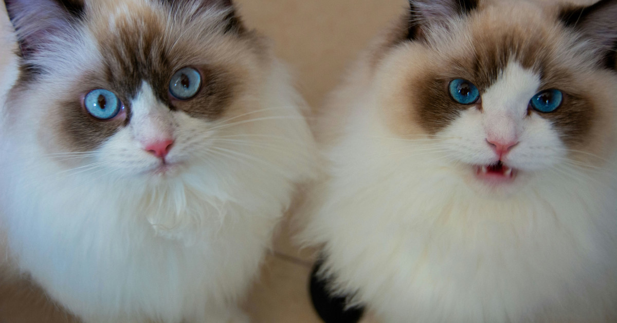 Newly Adopted Ragdoll Cats Fall Instantly in Love With Dad - Parade Pets