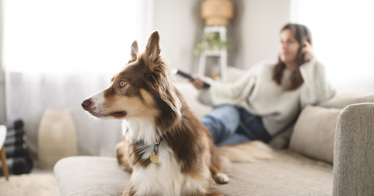 8 Signs Your Dog Doesn’t Like Someone, Trainer Says - Parade Pets