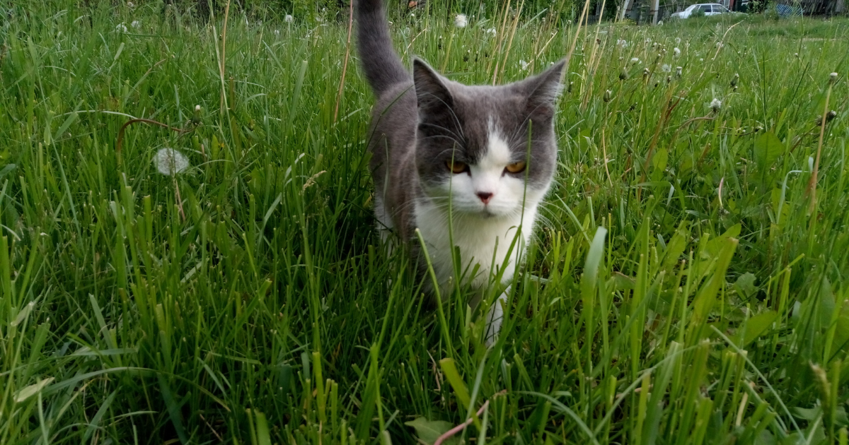 Rescue Dwarf Cat Narrates Her Garden Adventure One Step at a Time ...