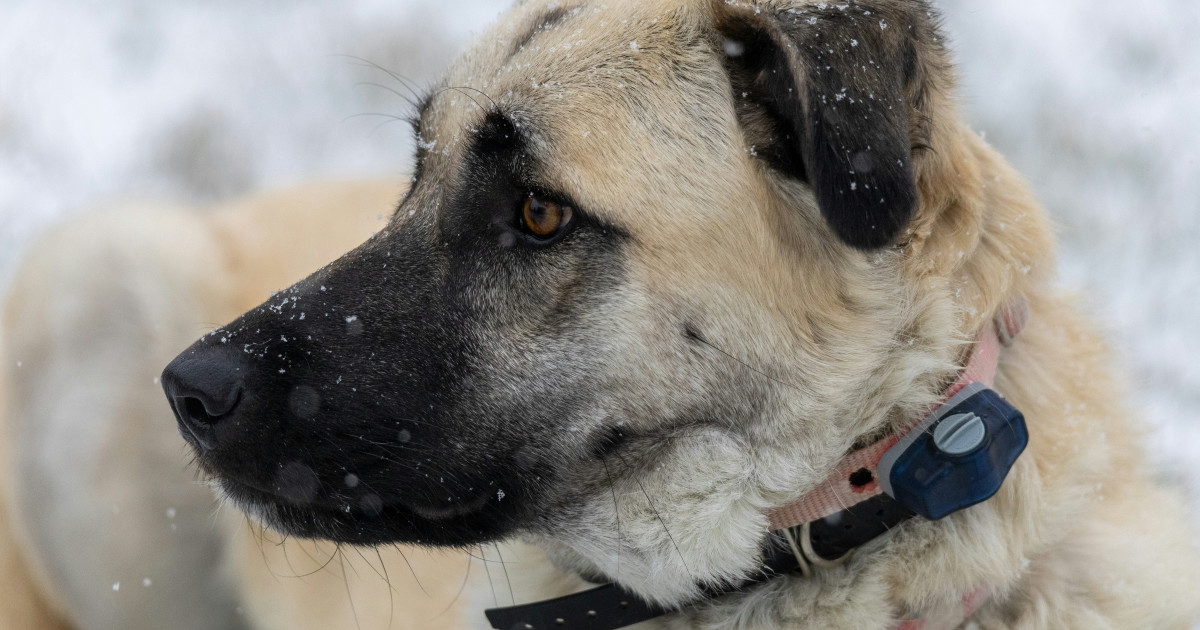 Anatolian Shepherd Taking 'Nightly Inventory' of Her Toys Is LOL Funny ...
