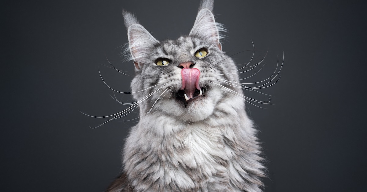 Stunning Silver Maine Coon Has a Lot To Say When His Mom Mentions ...