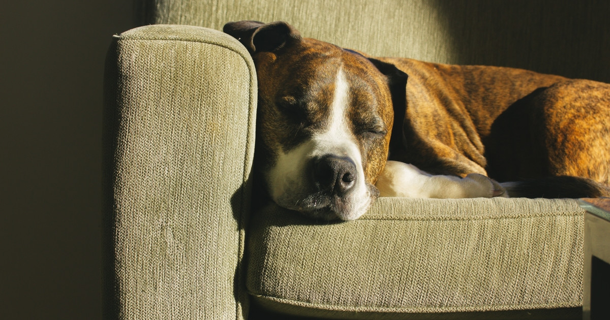 Neighbor’s Boxer Learns the Doggie Door and Makes Herself Right at Home ...