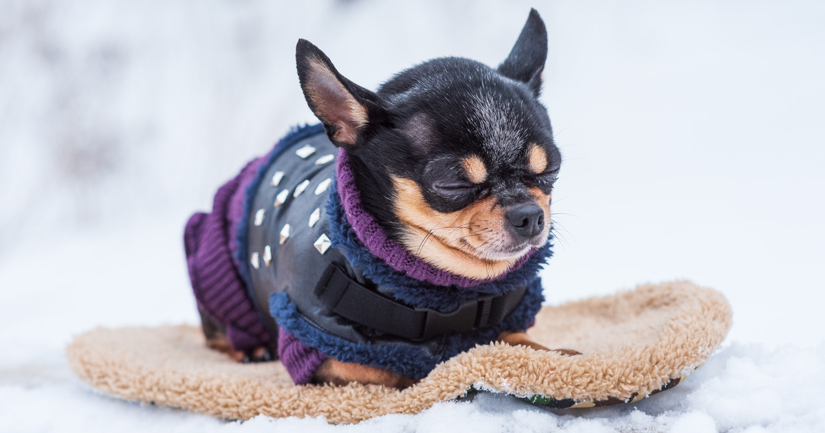 Senior Chihuahua's Snowy 'Bucket List' Adventure Is One for the Books ...