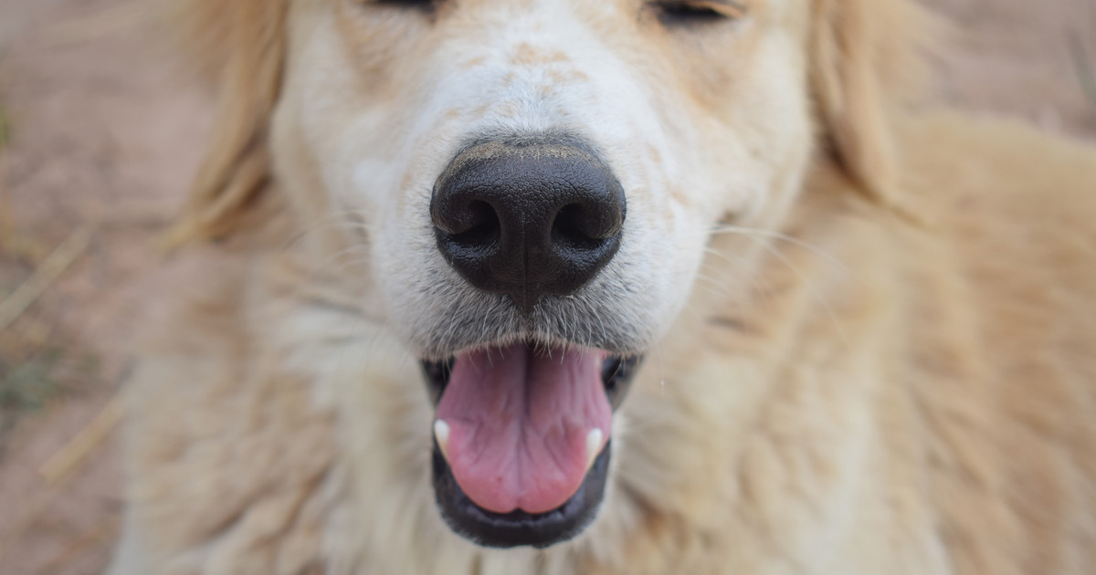 Clever Golden Retriever Hilariously Trades a Secret Rock for Treats ...