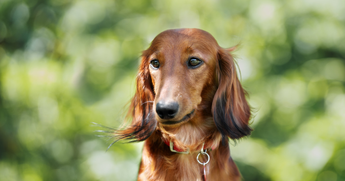 Dachshund Gets a Custom Bike Seat From Grandpa, and It’s Too Good for ...