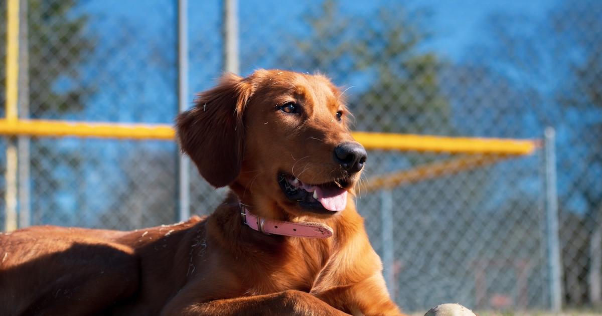 Golden Retriever's Baseball Bat 'Love Story' Is a Home Run - Parade Pets