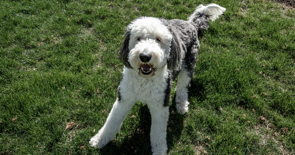Large Sheepadoodle Tries So Hard To Be the Size of a Lap Dog - Parade Pets