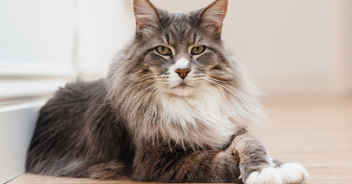 Maine Coon Cat Has a Full Conversation With Mom and It's Remarkably ...