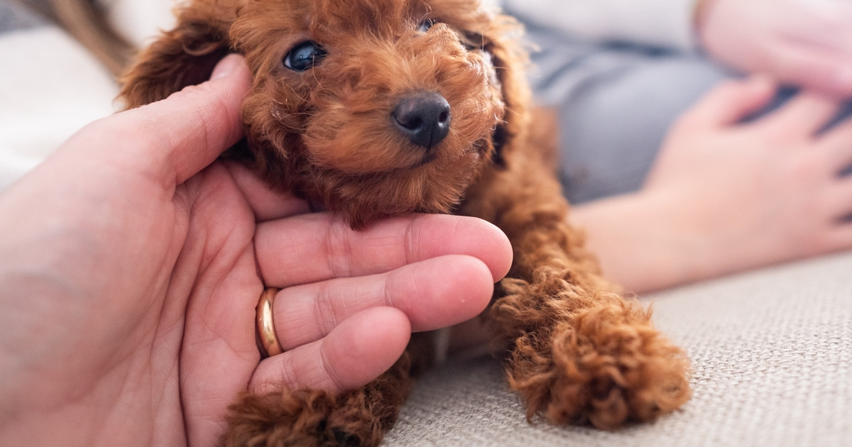Adorable Toy Poodle Puppy Getting Stuck on the Stairs Without Mom Will ...