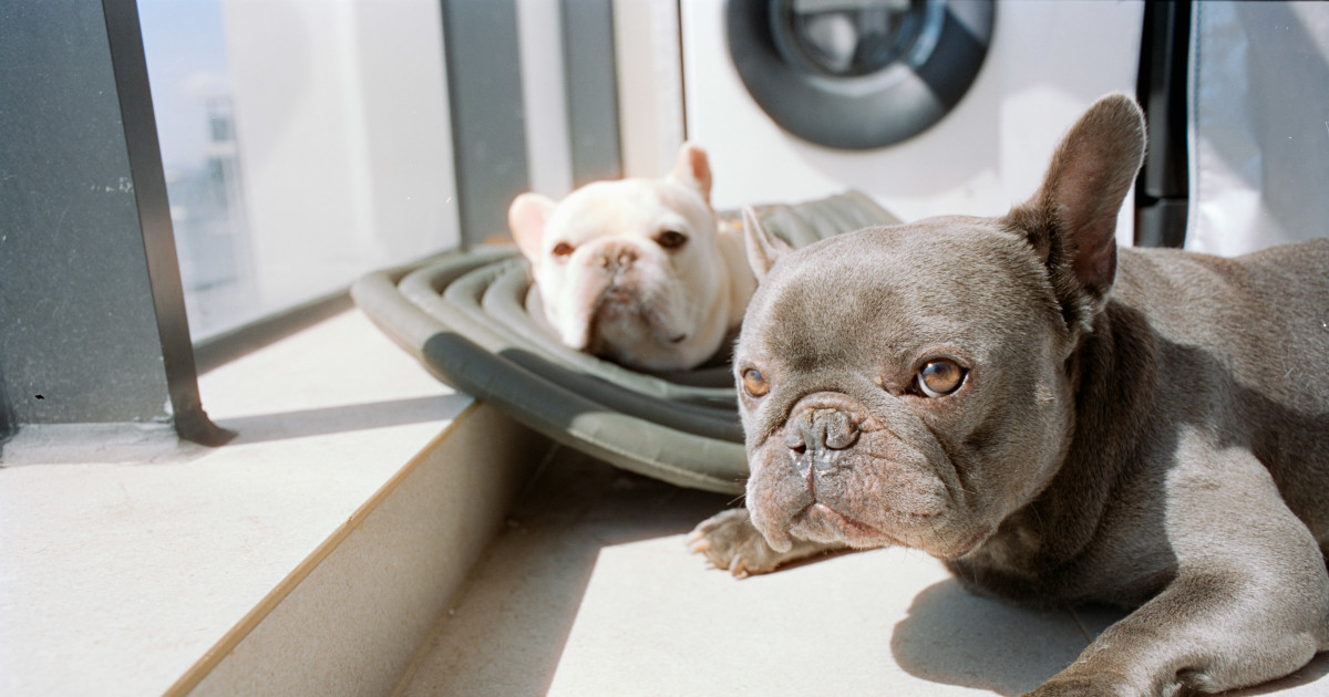 French Bulldogs Have Their Own Dance Party and It's as Epic as It ...