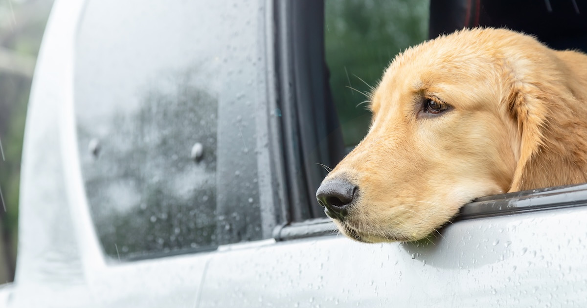 Golden Retriever Expects Chicken Nuggets After Vet Visit - Parade Pets