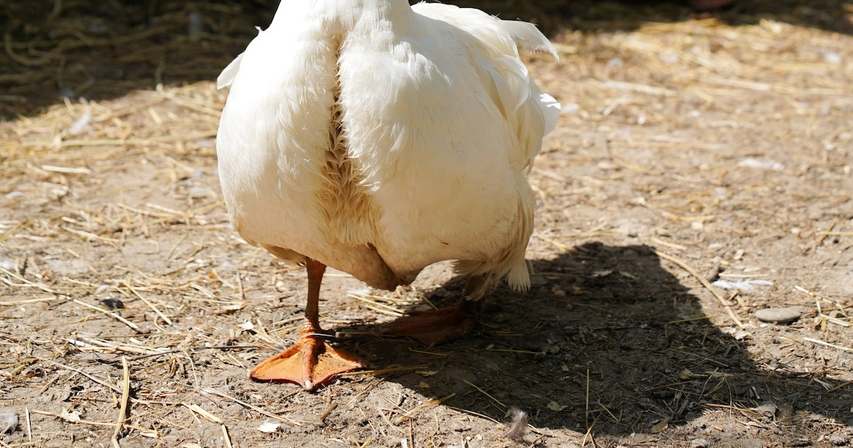 Goose and Pig Walking Together in Harmony Feels Like a Storybook Scene ...