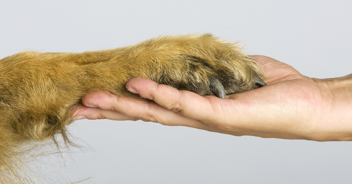 Mohawk-Sporting Pit Bull With Rare Gene Looks Like Spike From 'Gremlins ...