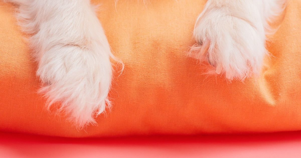 Rescue Chiweenie With One Tooth and Gigantic Ears Is Accidentally ...