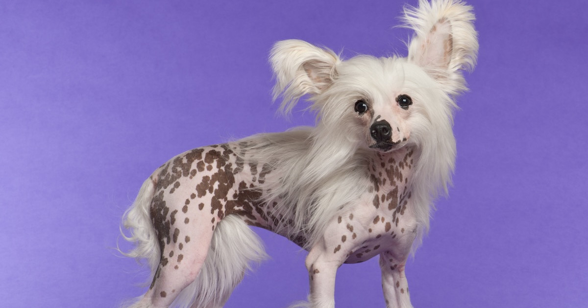 Chinese Crested Dog Looks Like an '80s Rock Star on the Way to a Gig ...