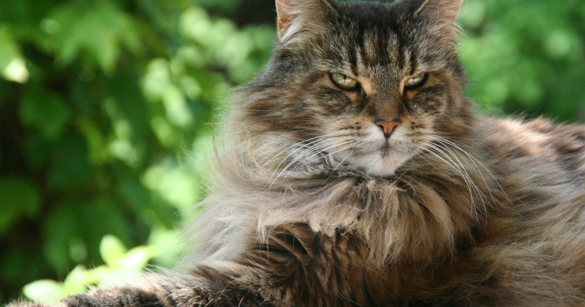 Maine Coon Cat's Squeaky Meow Doesn't Fit His Fierce Face - Parade Pets