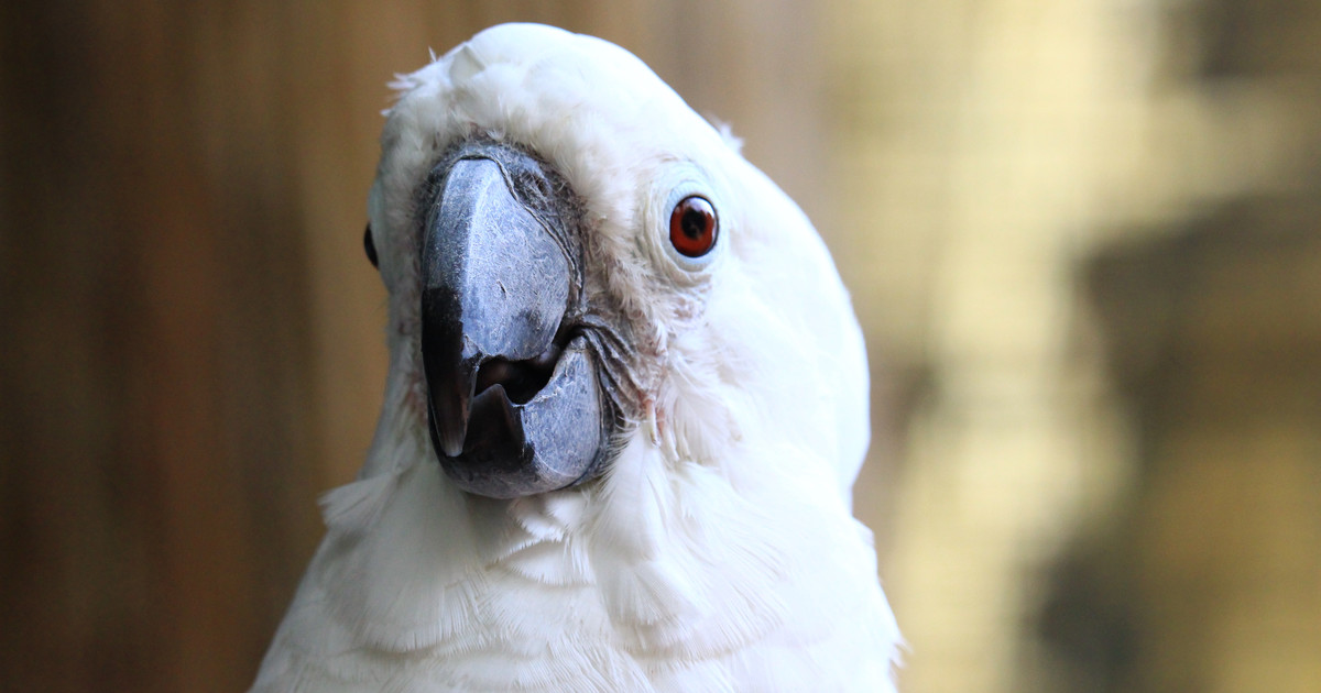 Cockatoo's Sweet Message for Ducks Is Melting Hearts Everywhere ...