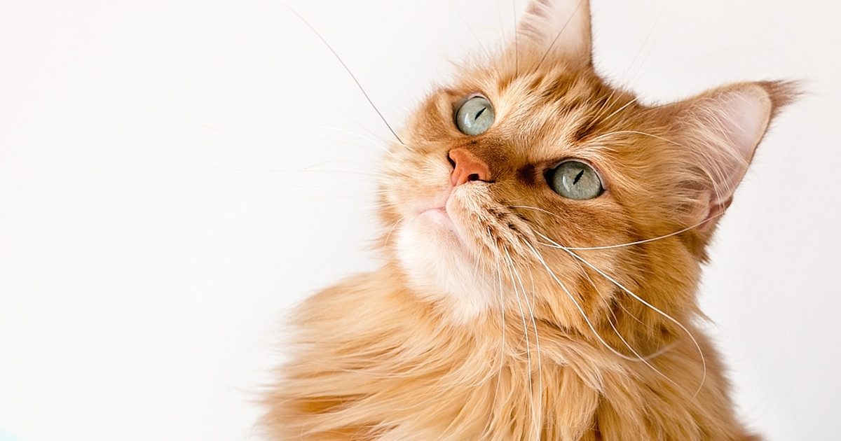 Cat Who Set Up Shop Outside Local Sonic Has the Most Fitting Name ...