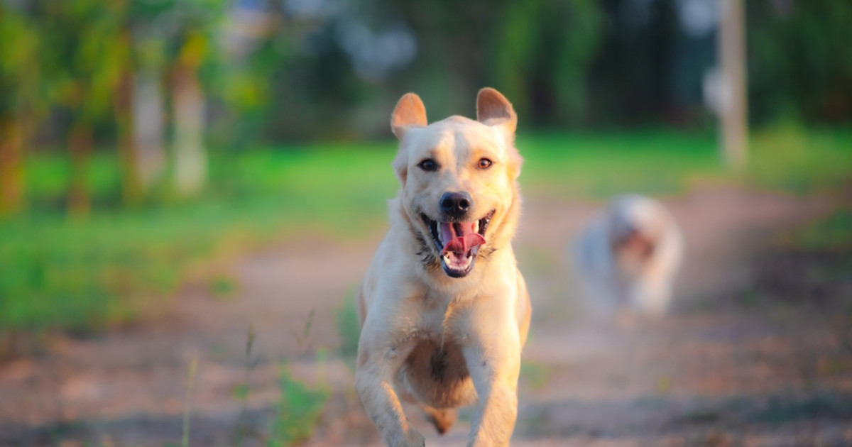 6 Most Athletic Dog Breeds, Acording to a Trainer - Parade Pets