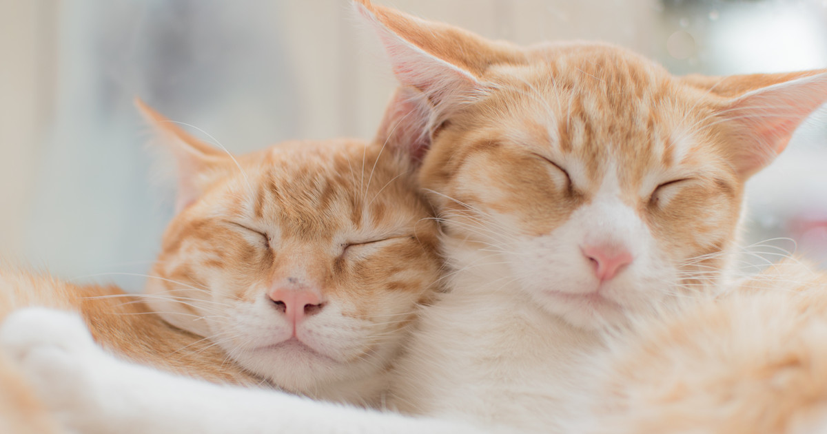 Blind Cat Thinks She's Cleaning Her Feline Brother but the Reality Is ...