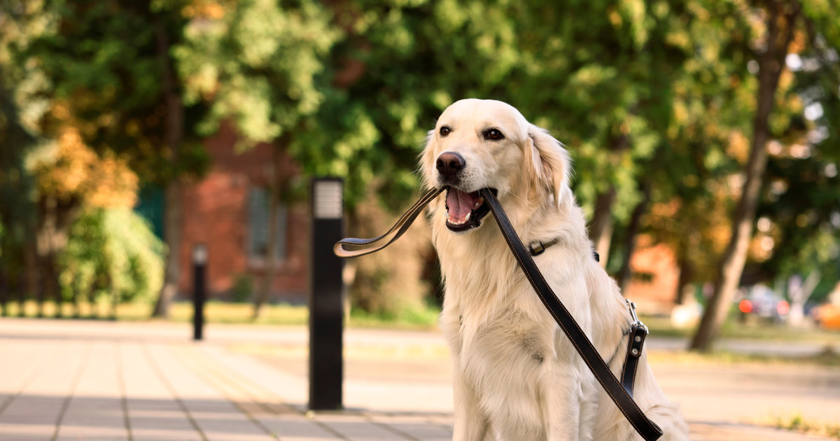Persistent Golden Retriever Stares Down His Human for a Walk - Parade Pets