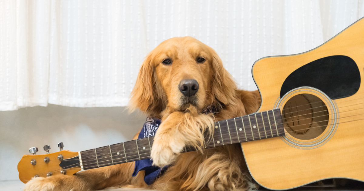 Musical Pup Joins Dad for a Guitar Solo: 'He Prefers No Pick' - Parade Pets