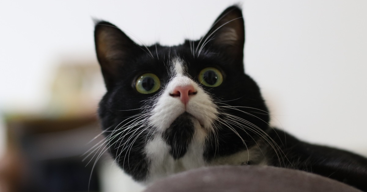 Rescue Tuxedo Cat Shows off His Moves to 'Single Ladies' - Parade Pets