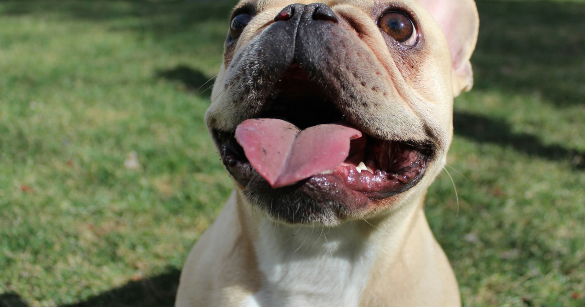 French Bulldog Puppy Is the Picture of Shocked While Experiencing Rain ...