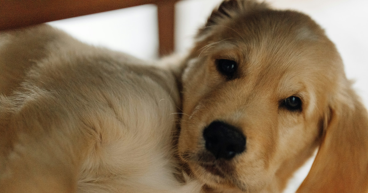 Rescue Golden Retriever Steals Pillows for the Most Uncomfortable Nap ...
