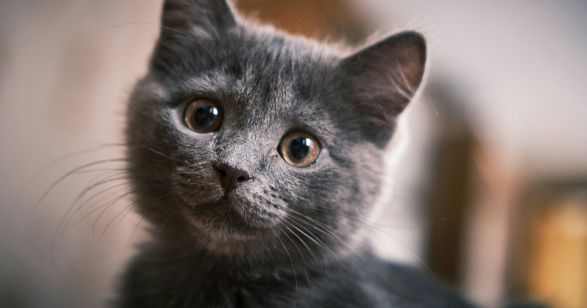 British Shorthair Cat Gives Birth and the Immediate Confusion Is All ...