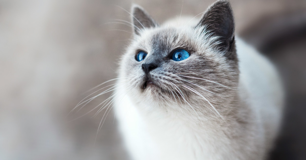Himalayan Cat Chilling Like a Human Appears To Be Contemplating Life ...